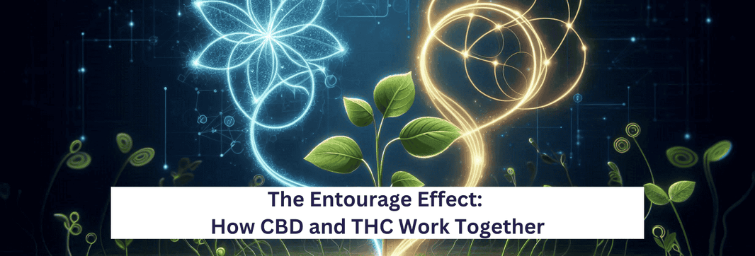 How CBD & THC Work Together: Unlocking the Entourage Effect – MPC